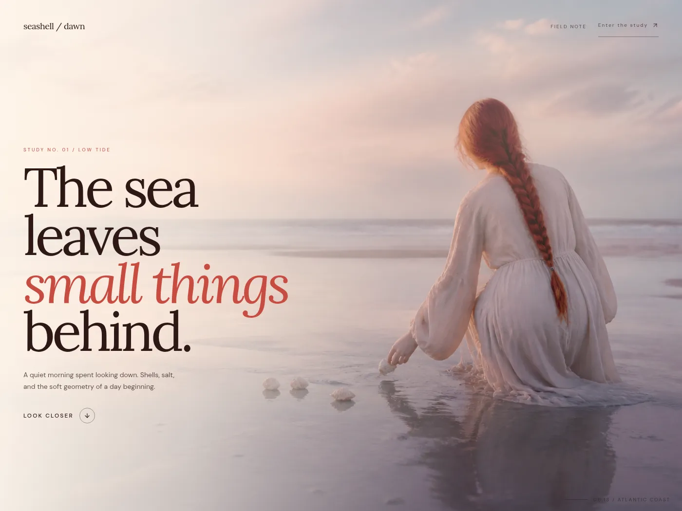 Seashell Dawn Gallery