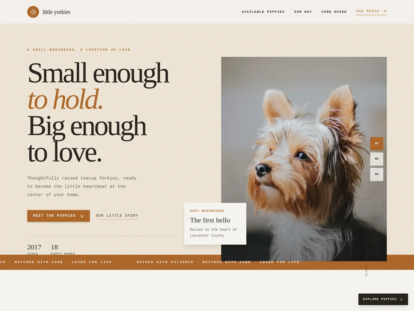Teacup Yorkie Puppies Site