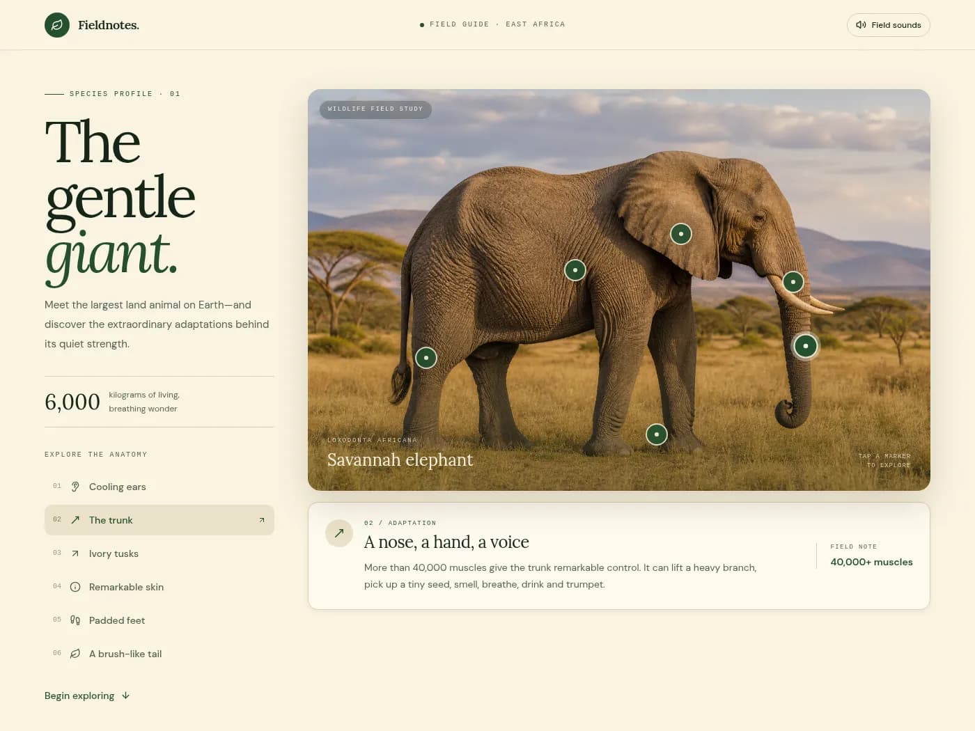 Savannah Elephant Explorer