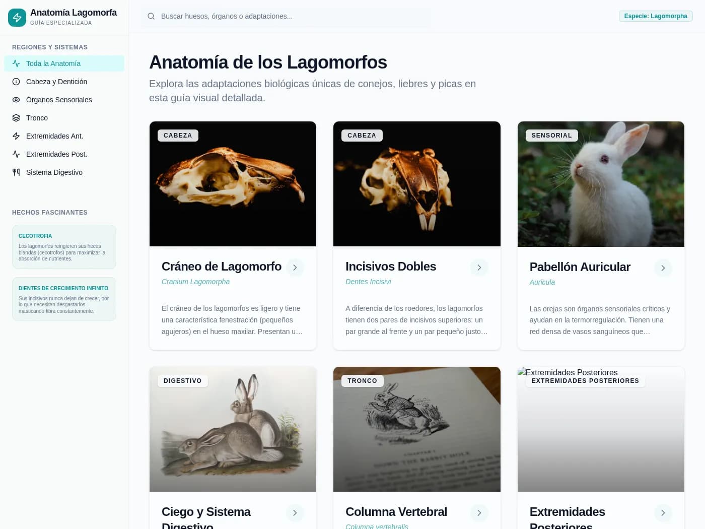 Anatomía Visual Español