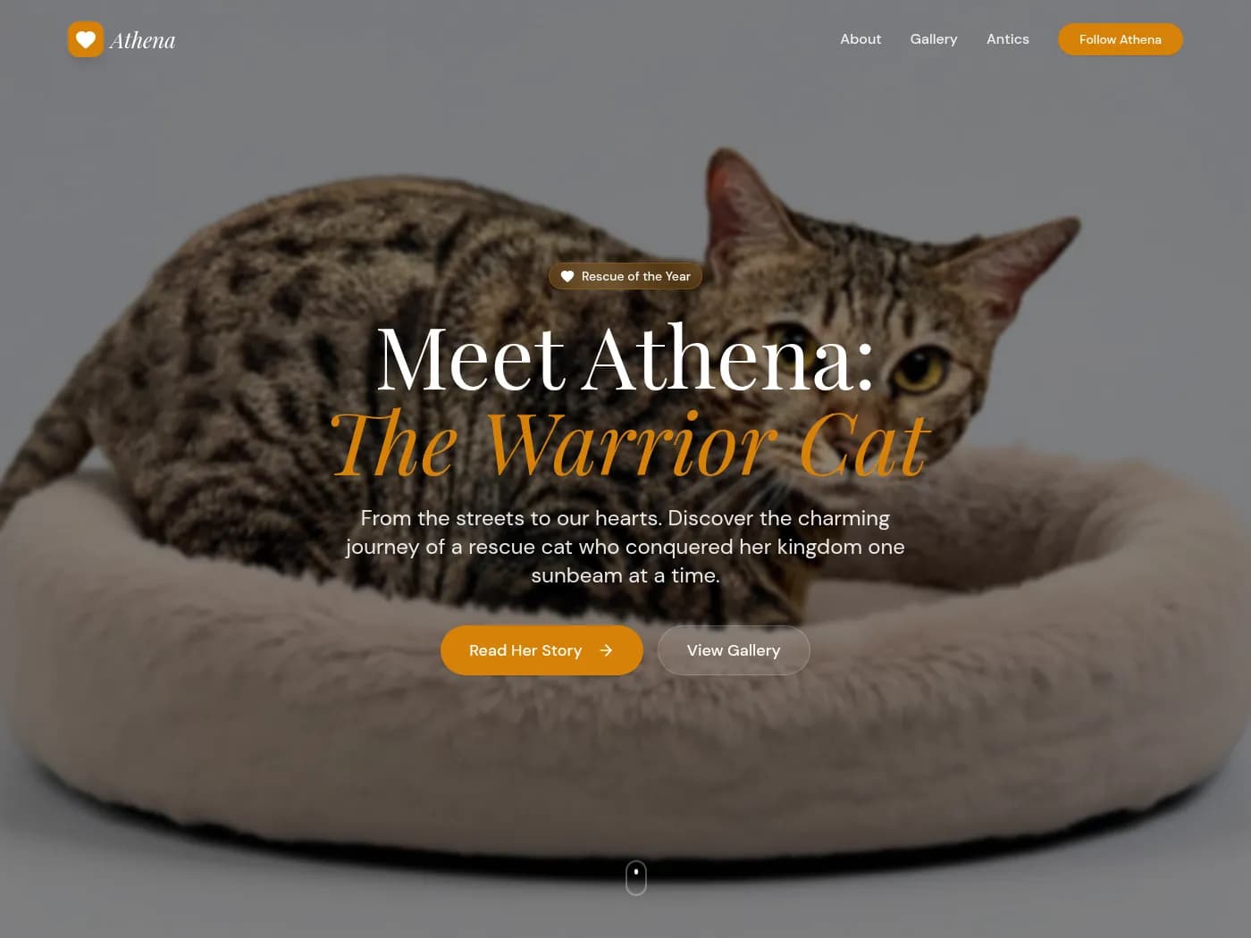 Athena the Rescue Cat