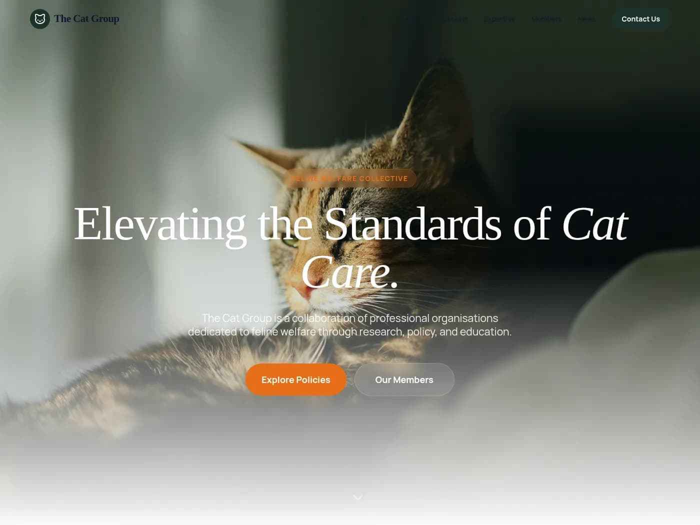 Cat Group Creative Site
