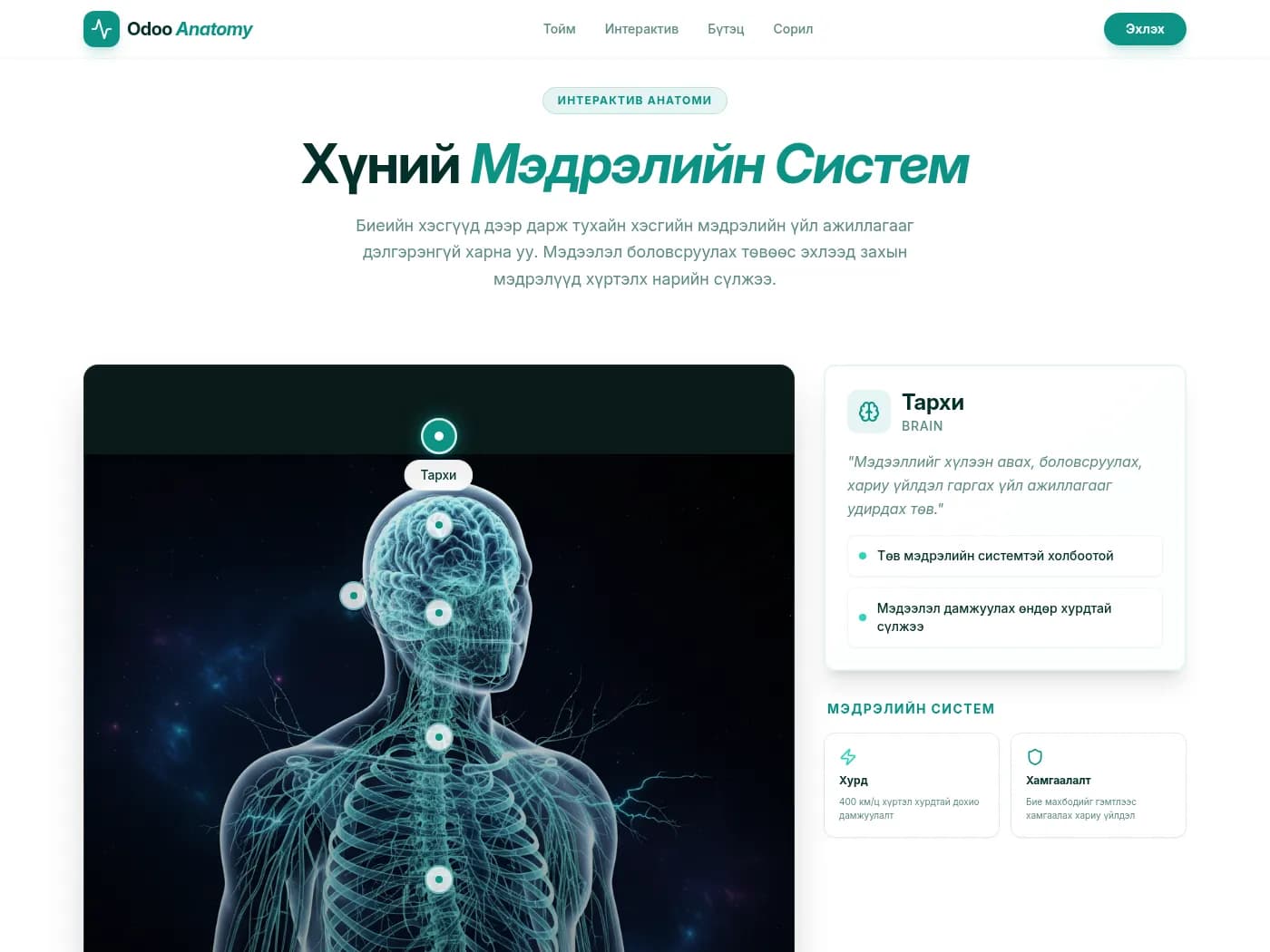 Odoo Anatomy Viewer