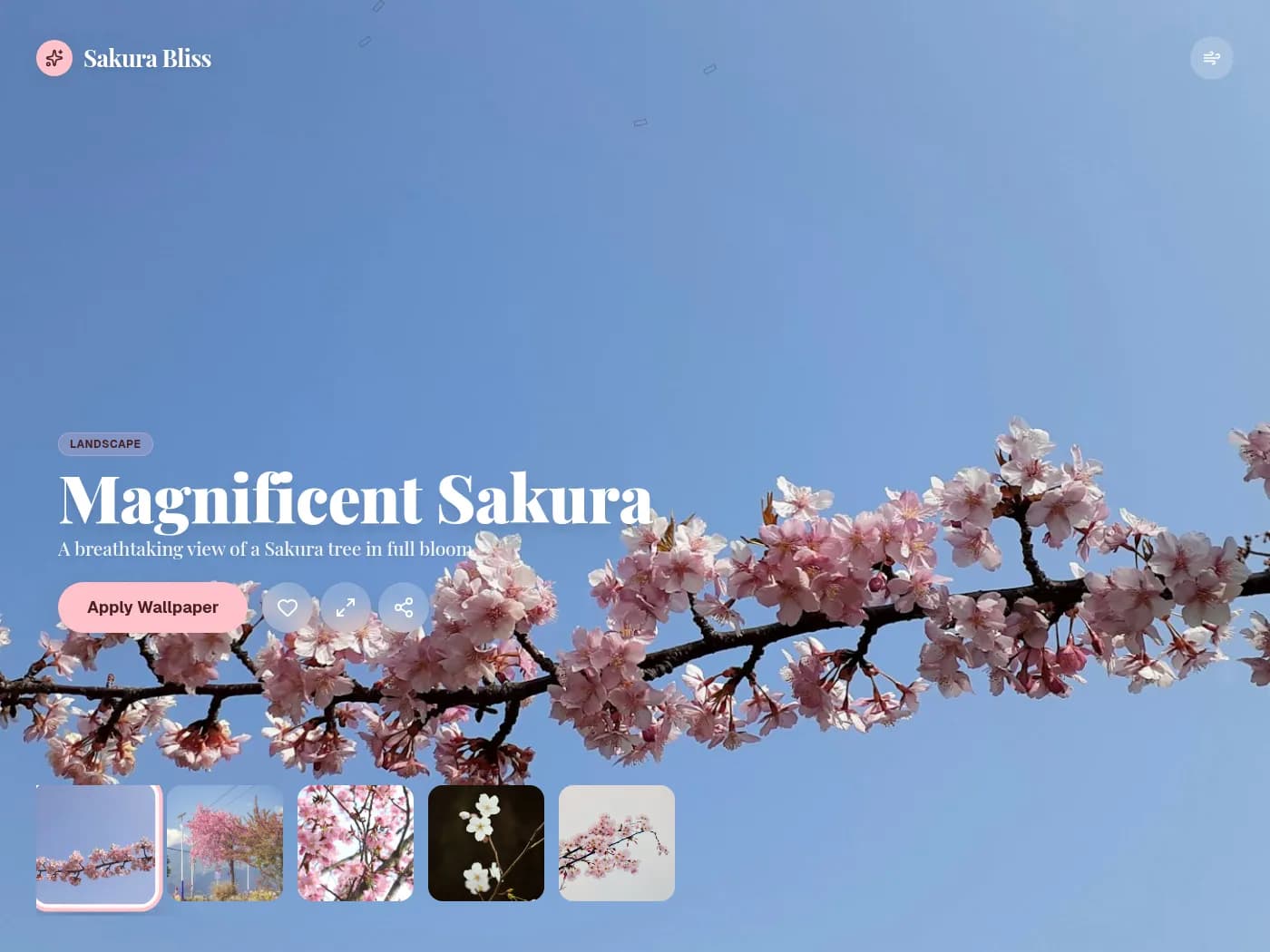Sakura Blossom Wallpaper