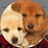 Dog Tuber