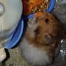Ella Hamster