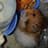 Ella Hamster