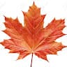 Maple Leaf