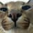 Floppa TheCat