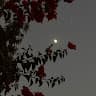 Lyna Fern