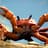 King Crab