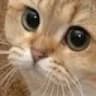 Chat Sura