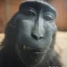Rizz Monkey