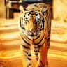 Golu Singh