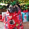 present pug