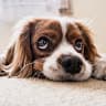 Hunde Entspannungsmusik