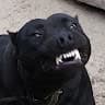 Rodo