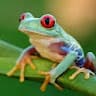 froggy f