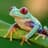 froggy f