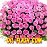 dil flash