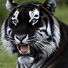 Tanveer Ali Changazi