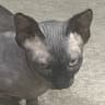 Princess blacky