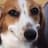 smirking dog58