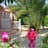 ahmed maxime