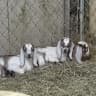 Whippoorwill Farm