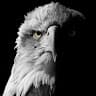 HAWK TEROR