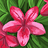 lily Mouni