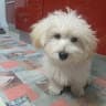Lollo Pollo