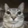 Funny Animals For U