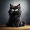 Nero Gatto