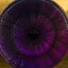 Iriscop