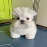 Andrey N