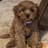 Addie Geraghty