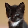 Whiskers Bankston