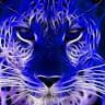 Blue Tiger