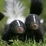 Lil' Stinkers