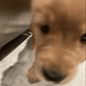 Arlo