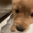 Arlo