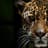 The JaguarKing