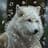 Arcticwolf_paws