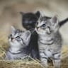 Cat Cute