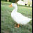 Meu Pato