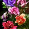 Kathy Goodyke