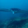 french touch diving