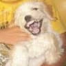 Luis Angel Mendoza Chate
