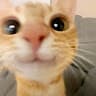Pocket Pus